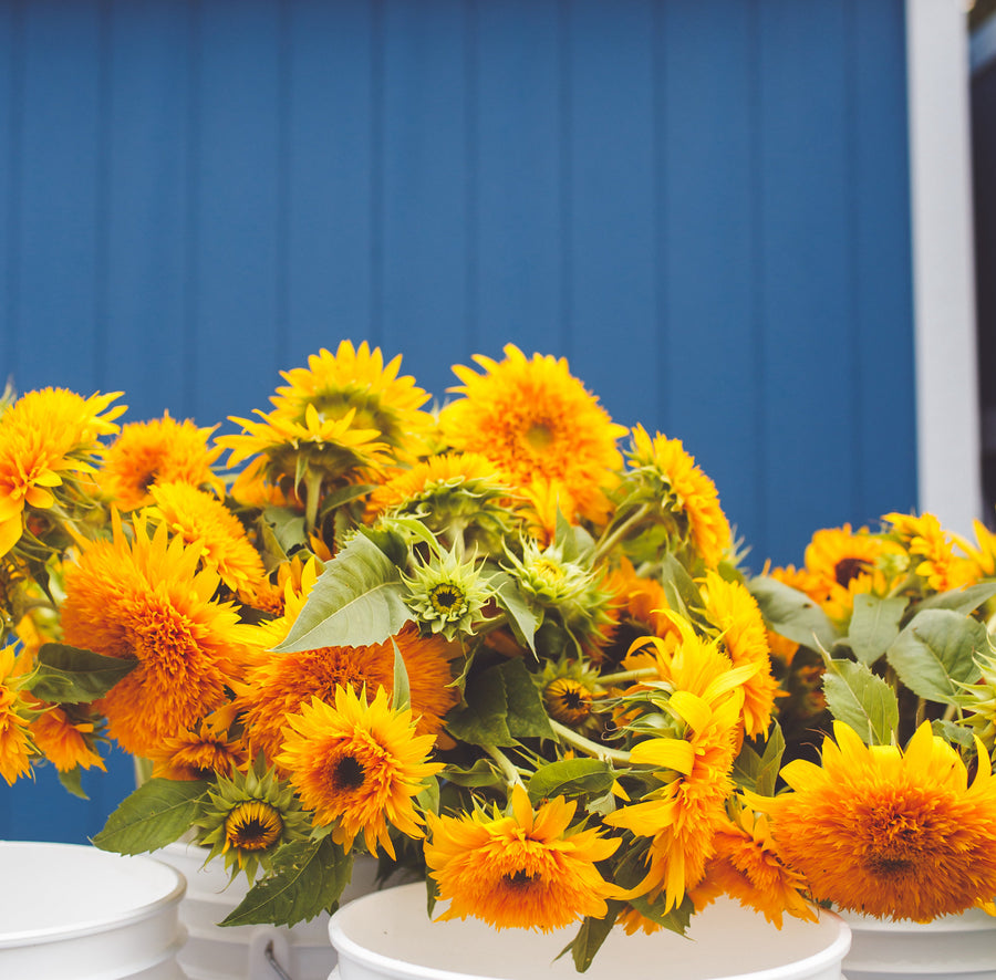 Wild Prairie Flower Farm