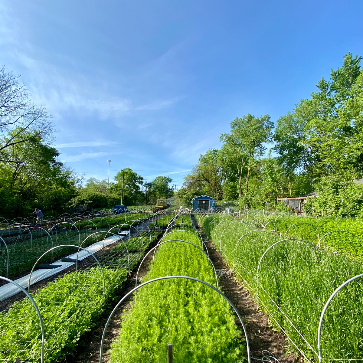 Wild Prairie Flower Farm
